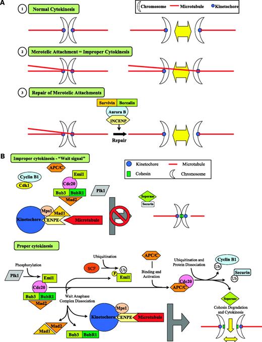 Regulation of mitosis via mitotic kinases: new opportunities for cancer ...