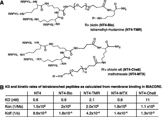 Synthesis and biological activity of stable branched neurotensin ...
