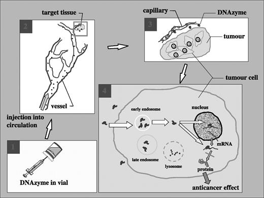 DNAzyme technology and cancer therapy: cleave and let die | Molecular ...
