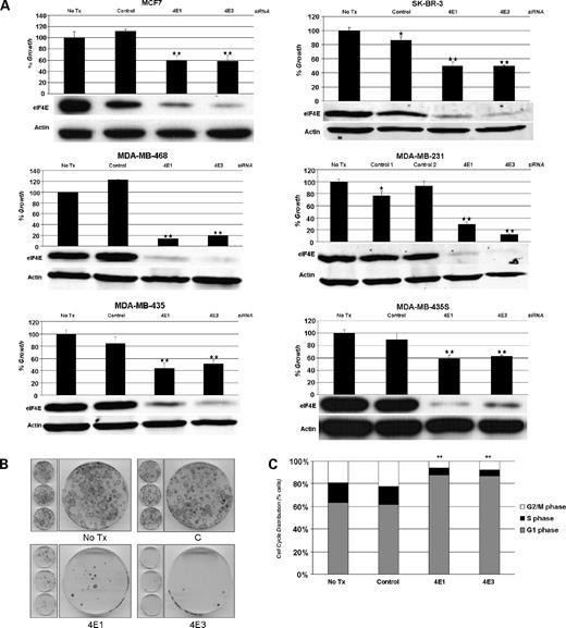 eIF4E knockdown decreases breast cancer cell growth without activating ...