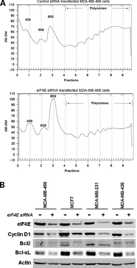 eIF4E knockdown decreases breast cancer cell growth without activating ...