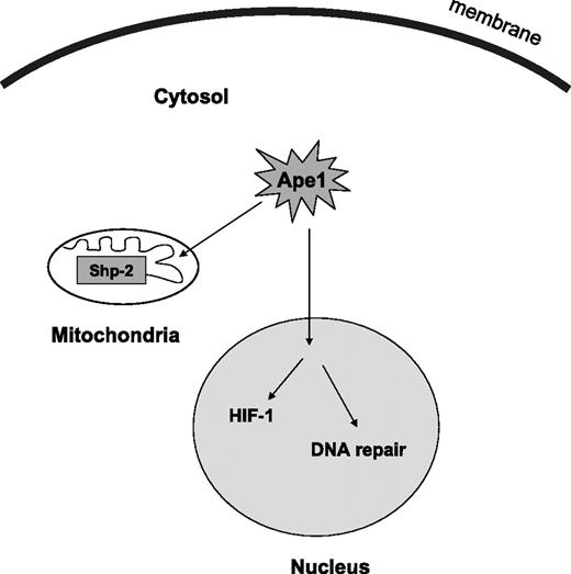 Small-molecule inhibitor of the AP endonuclease 1/REF-1 E3330 inhibits ...