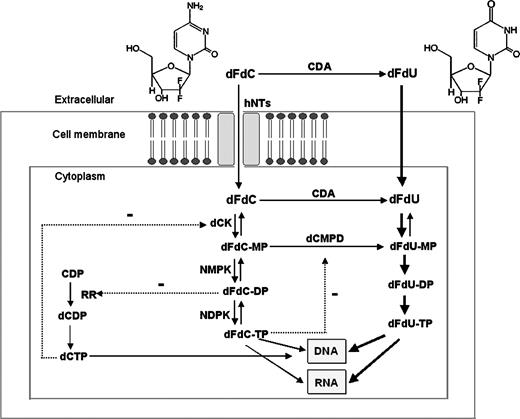 New insights into the pharmacology and cytotoxicity of gemcitabine and ...