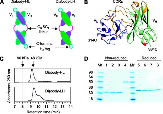 Anti-CD30 diabody-drug conjugates with potent antitumor activity ...