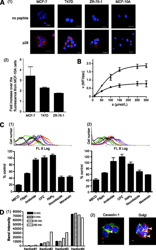 A peptide fragment of azurin induces a p53-mediated cell cycle arrest ...