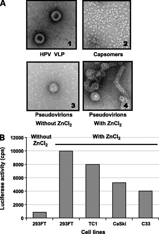 Inhibition of cervical cancer cell growth by human papillomavirus virus ...