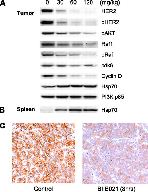 BIIB021, an orally available, fully synthetic small-molecule inhibitor ...