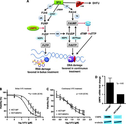 Decreased levels of UMP kinase as a mechanism of fluoropyrimidine ...