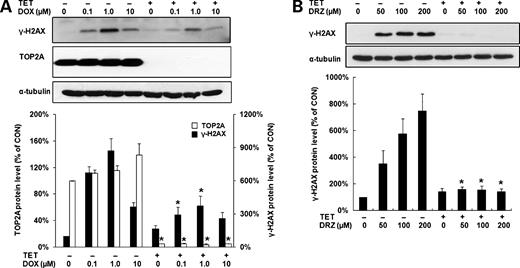 Topoisomerase IIα-dependent and -independent apoptotic effects of ...