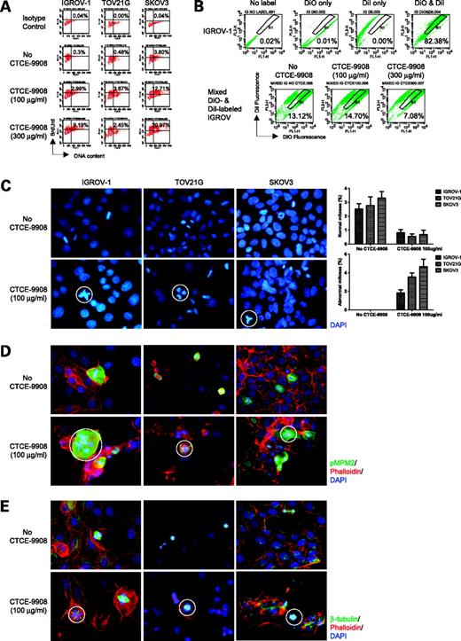 An antagonist of the chemokine receptor CXCR4 induces mitotic ...
