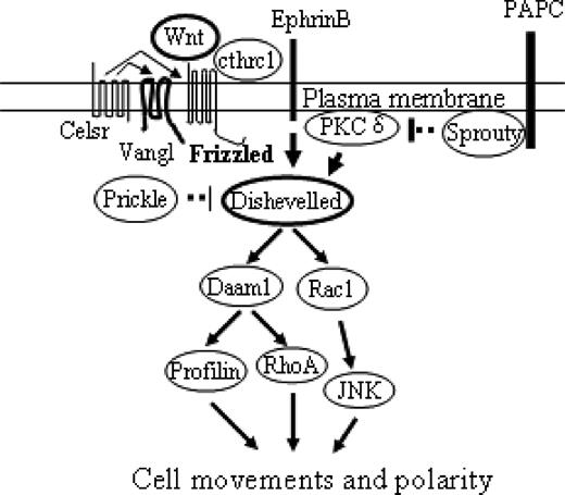 Wnt/Planar cell polarity signaling: A new paradigm for cancer therapy ...