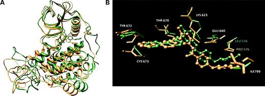 Activate and resist: L576P-KIT in GIST | Molecular Cancer Therapeutics ...