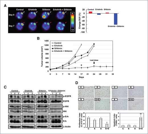 Combined Treatment with Silibinin and Epidermal Growth Factor Receptor ...