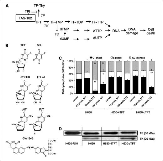 Trifluorothymidine Resistance Is Associated with Decreased Thymidine ...