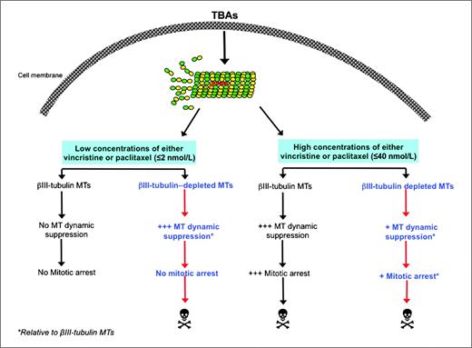 Microtubule Dynamics, Mitotic Arrest, and Apoptosis: Drug-Induced ...