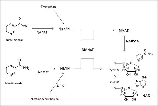 A Preclinical Study on the Rescue of Normal Tissue by Nicotinic Acid in ...