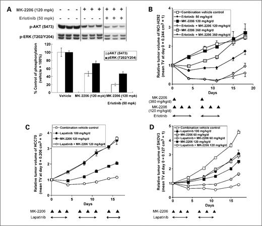 MK-2206, an Allosteric Akt Inhibitor, Enhances Antitumor Efficacy by Standard Chemotherapeutic ...